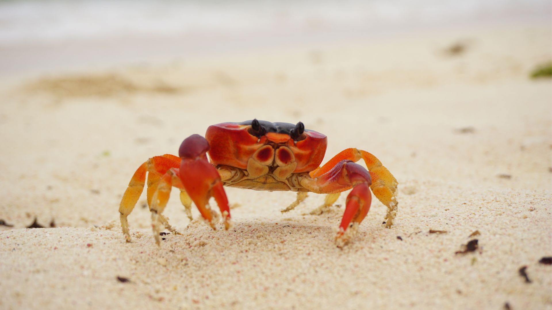 Activities in Vuda Fiji - 2025 - Landers Bay Resort & Spa